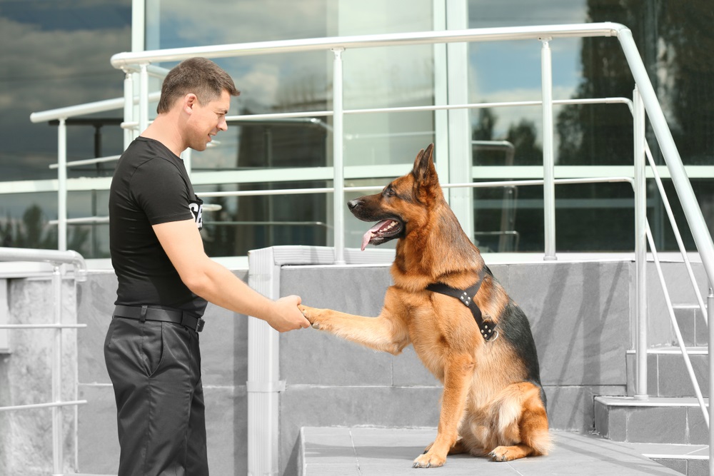 Why might I need to contact an animal control service? - Year Tearm