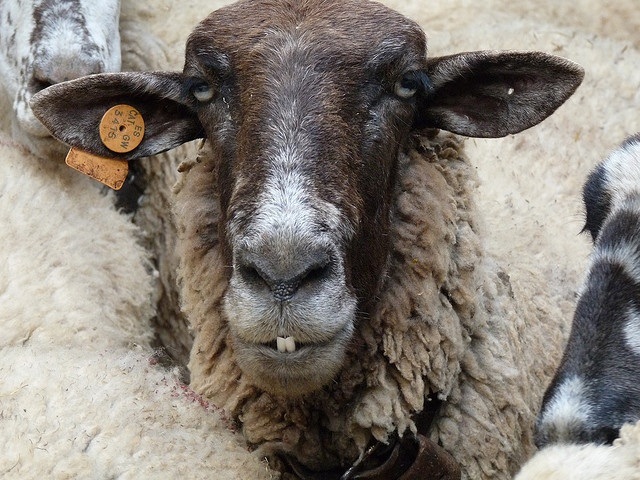 A Story of Two Sheep: Comparative Lifespans - Year Tearm